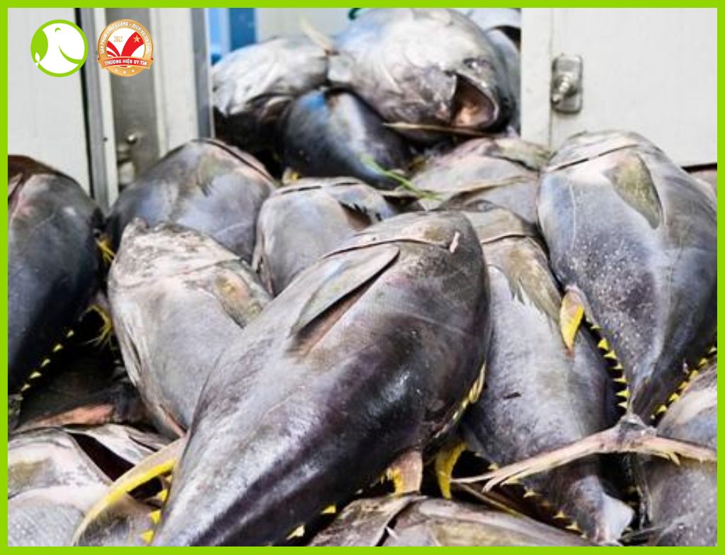 Frozen tuna wholeround